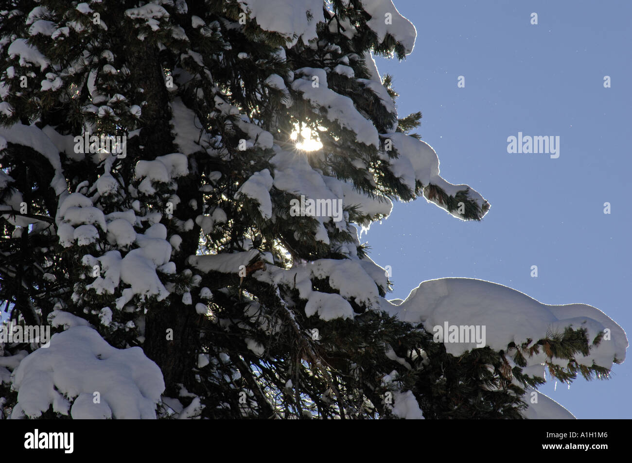 sun shining through snow covered tree branches Stock Photo - Alamy