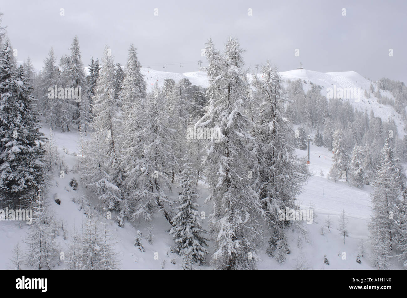 pine trees covered with deep snow in winter Stock Photo - Alamy