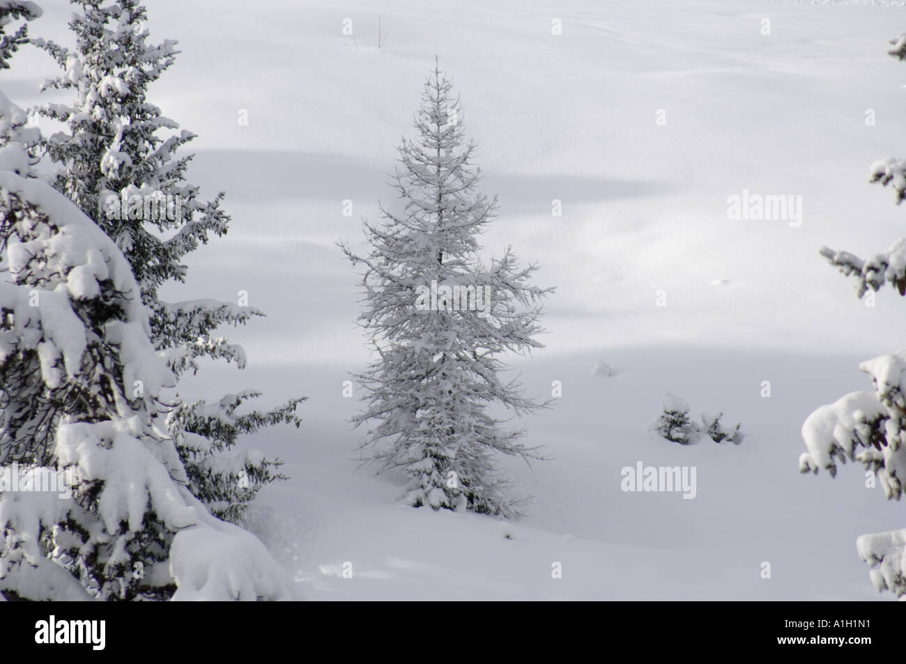 pine tree covered with deep snow in winter Stock Photo - Alamy