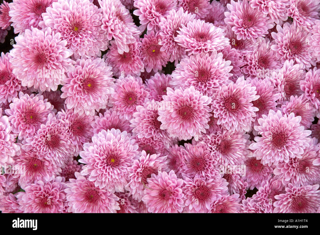 Edge to edge magenta mums Stock Photo - Alamy