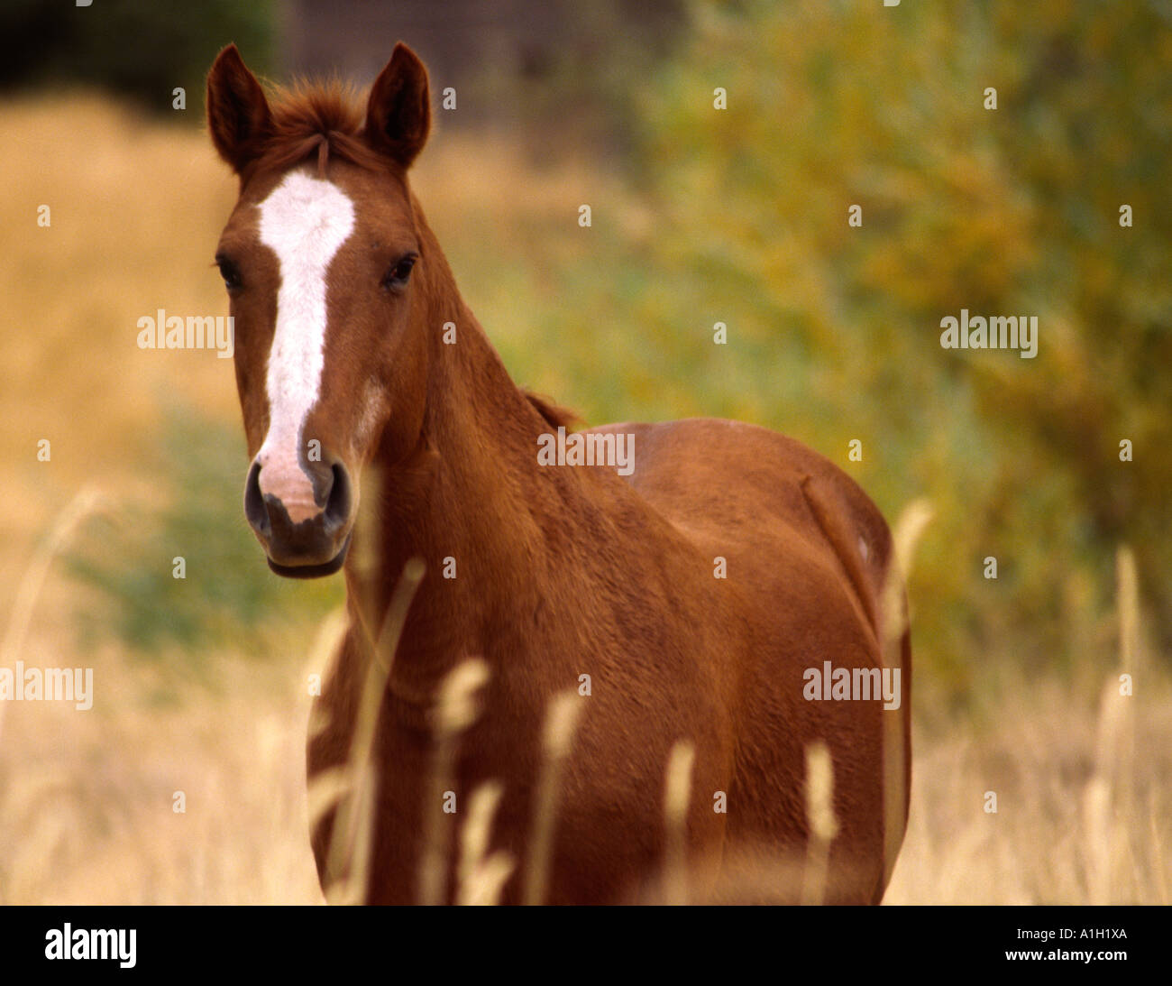 Fall horse hi-res stock photography and images - Alamy