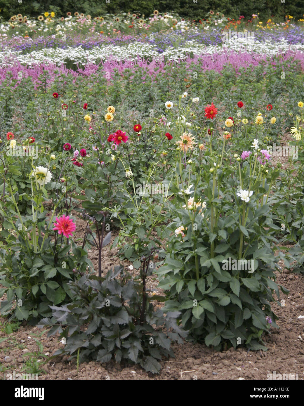 Sub varieties hi-res stock photography and images - Alamy