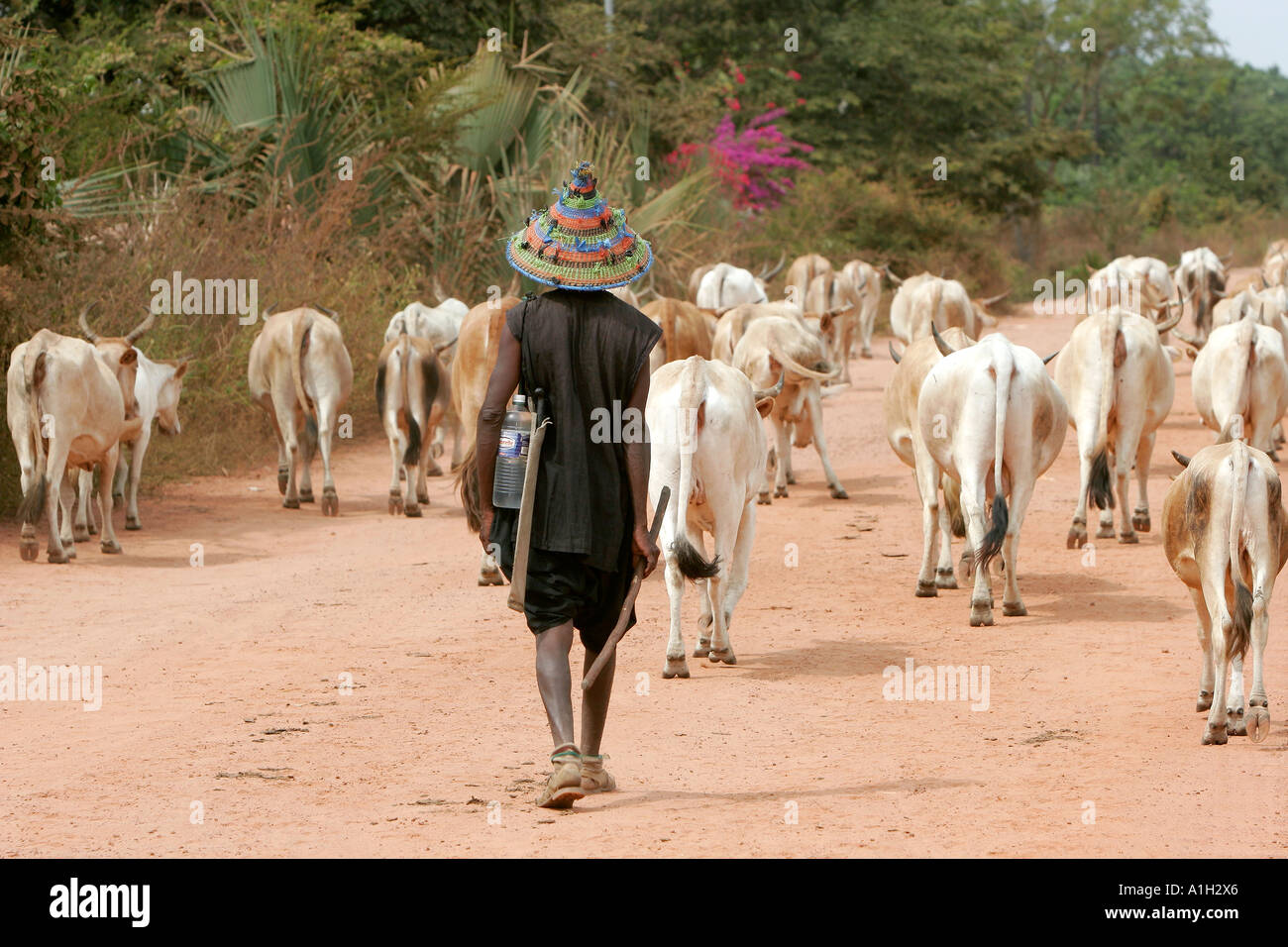 Fulani cattle hi-res stock photography and images - Alamy