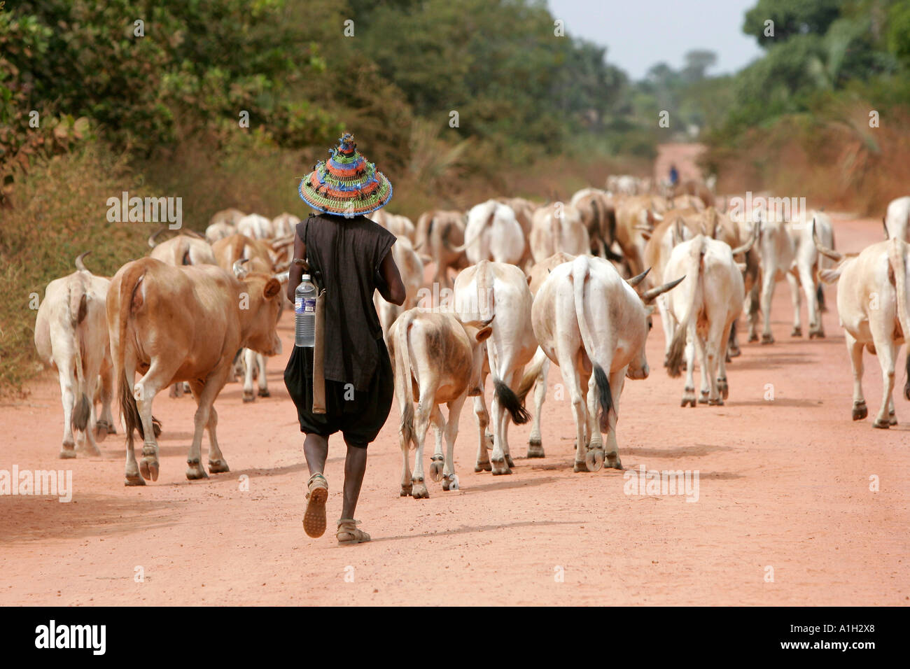 Fulani cattle hi-res stock photography and images - Alamy