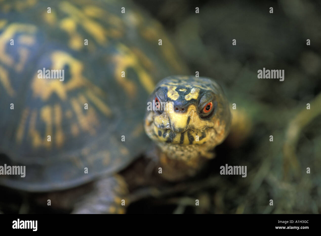 Box turtle head hi-res stock photography and images - Alamy