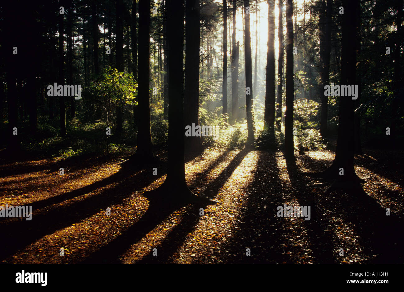Thornley wood hi-res stock photography and images - Alamy