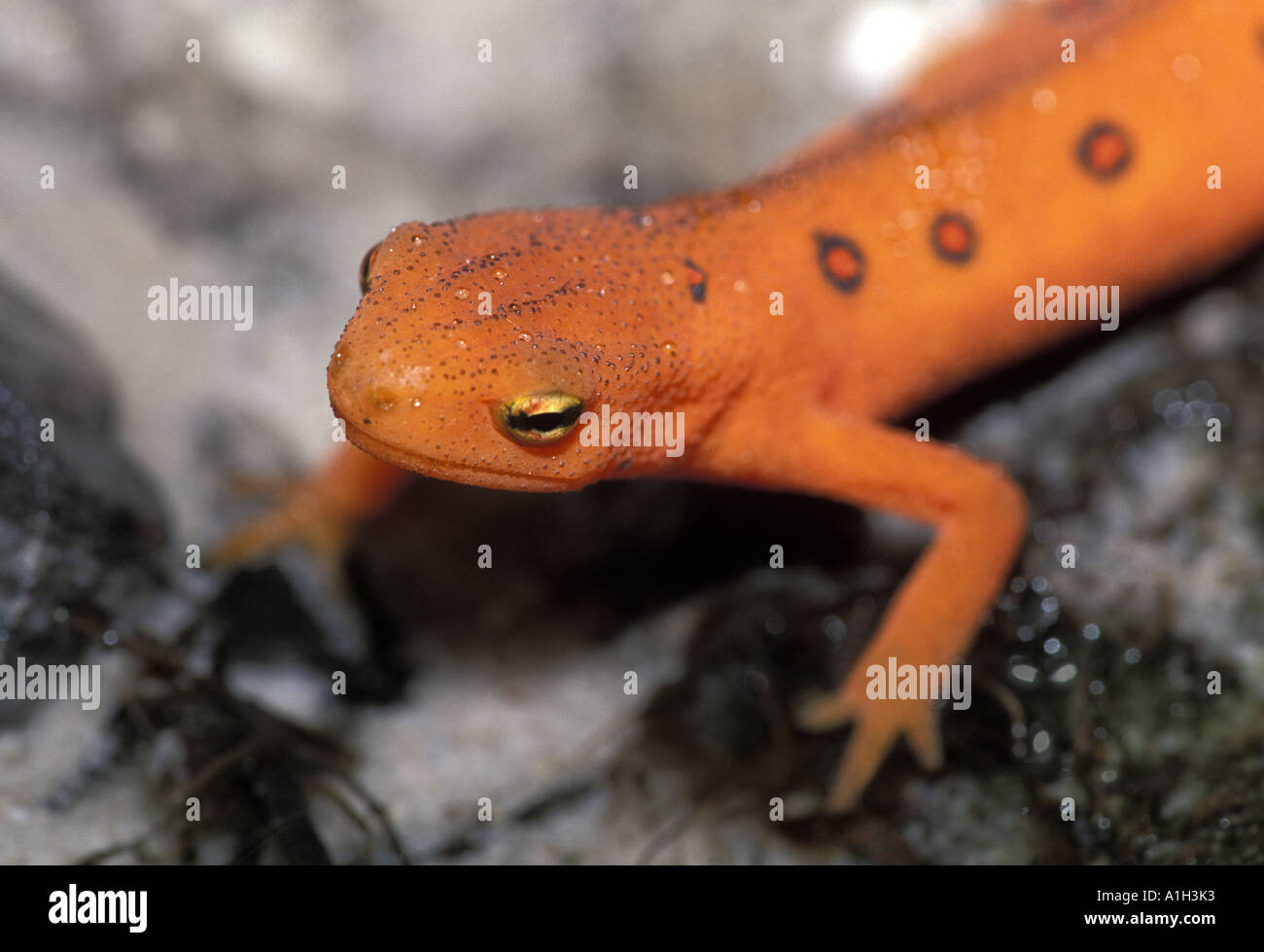 Red eft newt hi-res stock photography and images - Alamy