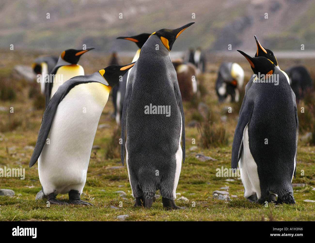 PENGUIN King Courtship display among King Penguins Stock Photo - Alamy