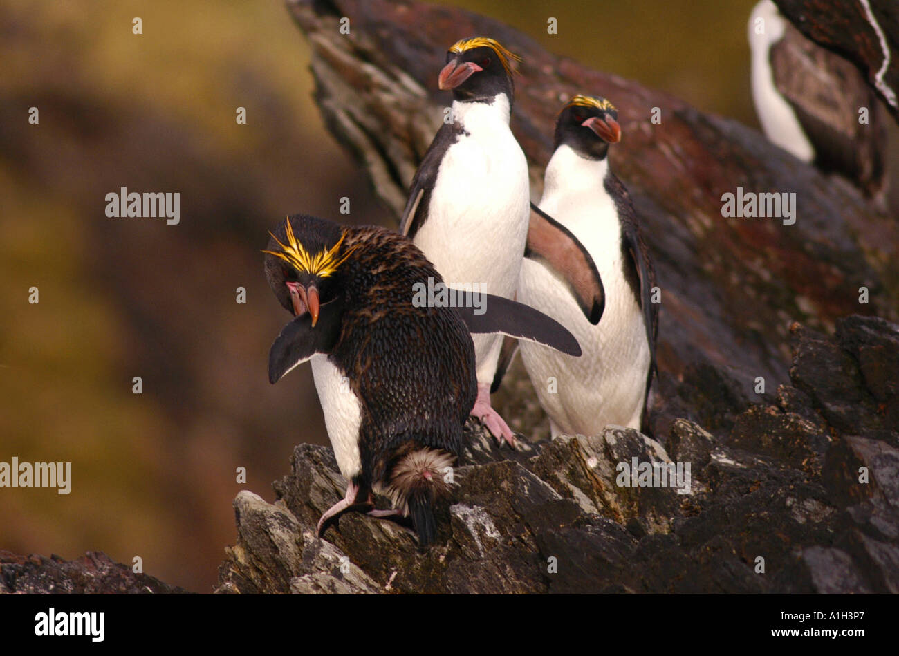 PENGUIN Macaroni Macaroni Penguins are the most numerous nesters on So ...