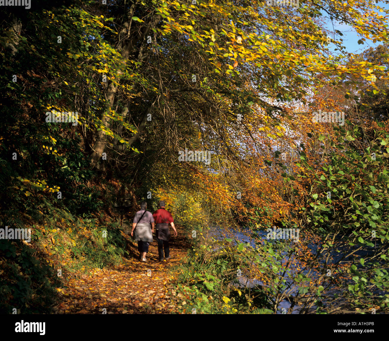 A couple walk by the river at Allen Banks, Northumberland, surrounded ...