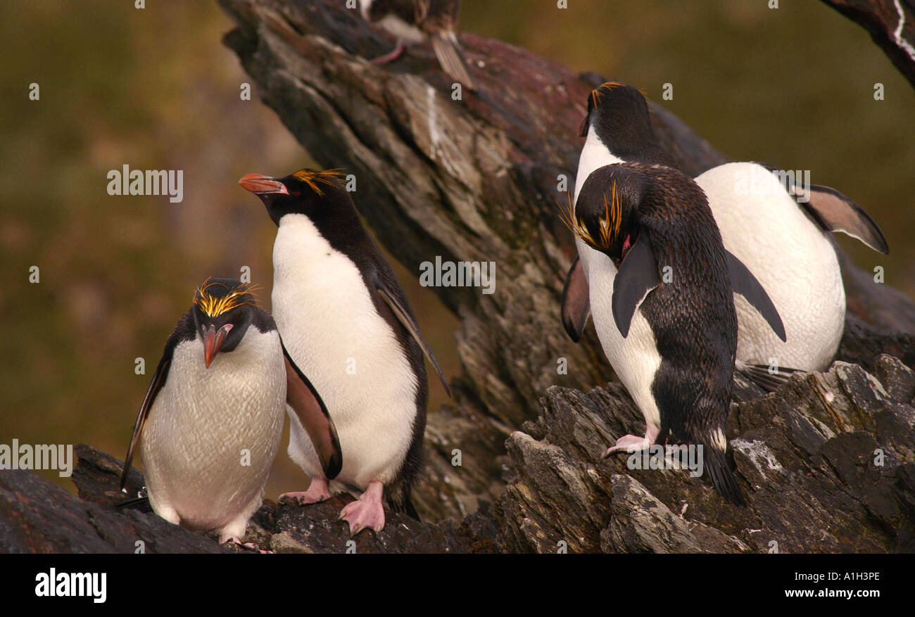 PENGUIN Macaroni Macaroni Penguins are the most numerous nesters on ...