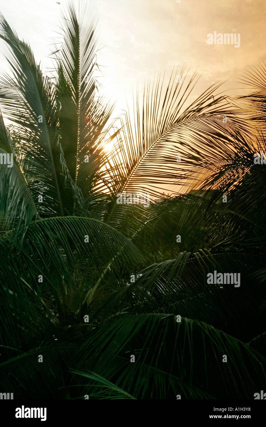 Gambian trees hi-res stock photography and images - Alamy