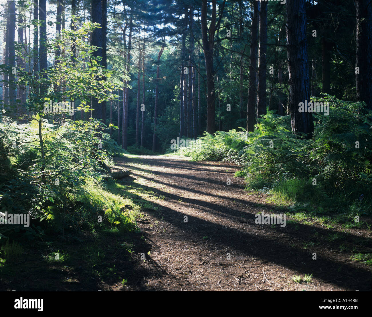 Thornley hi-res stock photography and images - Alamy