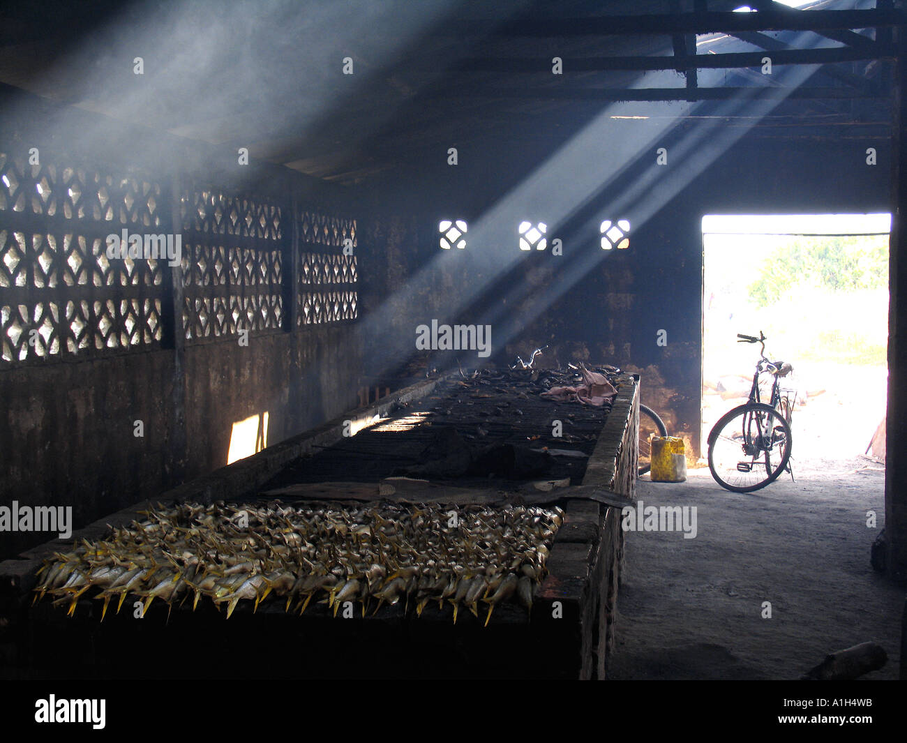Bongo fish in smokehouse beside Allahein River south of Kartong The ...