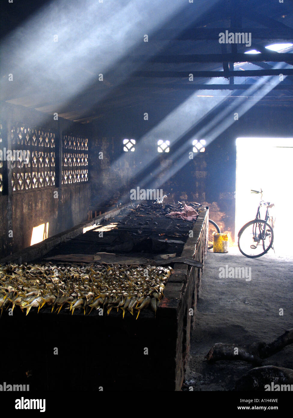 Bongo fish in smokehouse beside Allahein River south of Kartong The ...