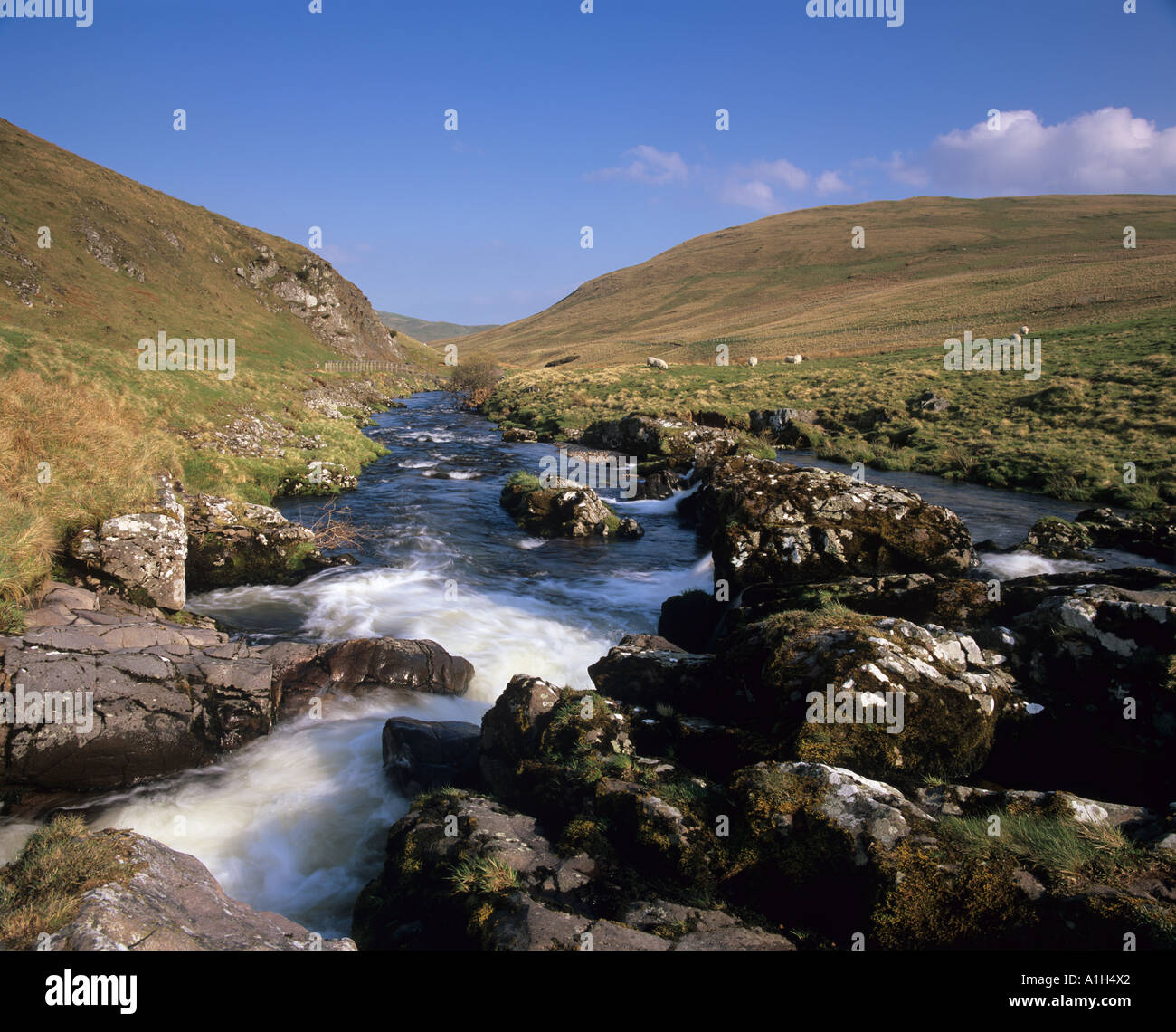 Cheviot hill hi-res stock photography and images - Alamy