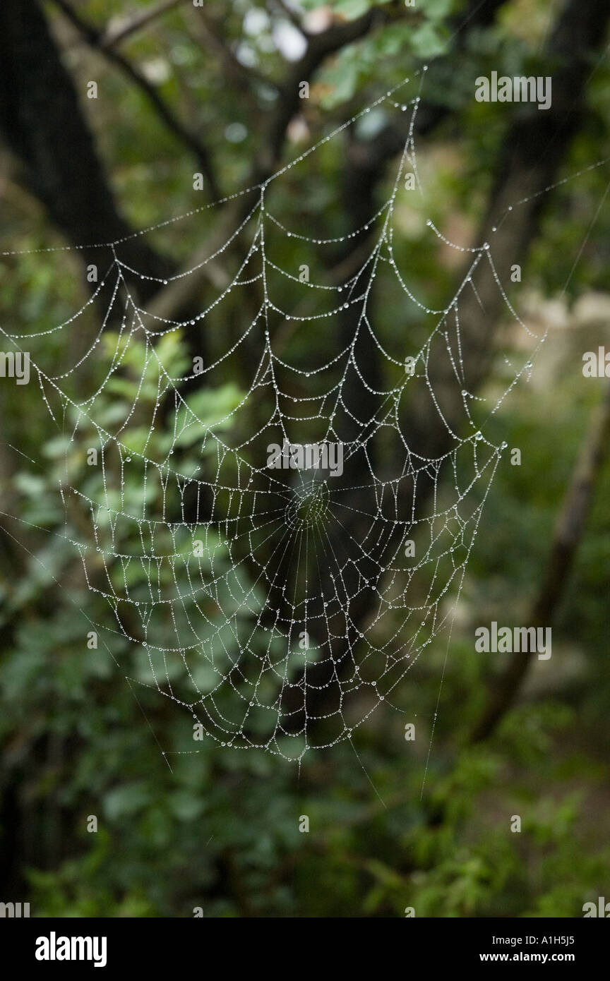 Spider web hi-res stock photography and images - Alamy