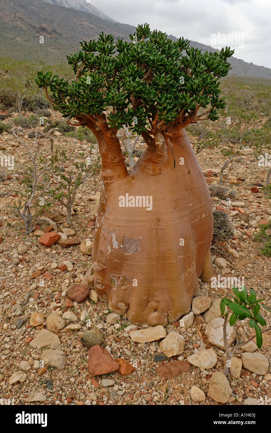 Socotra Desert Rose or Bottle Tree adenium obesum sokotranum Homhil ...