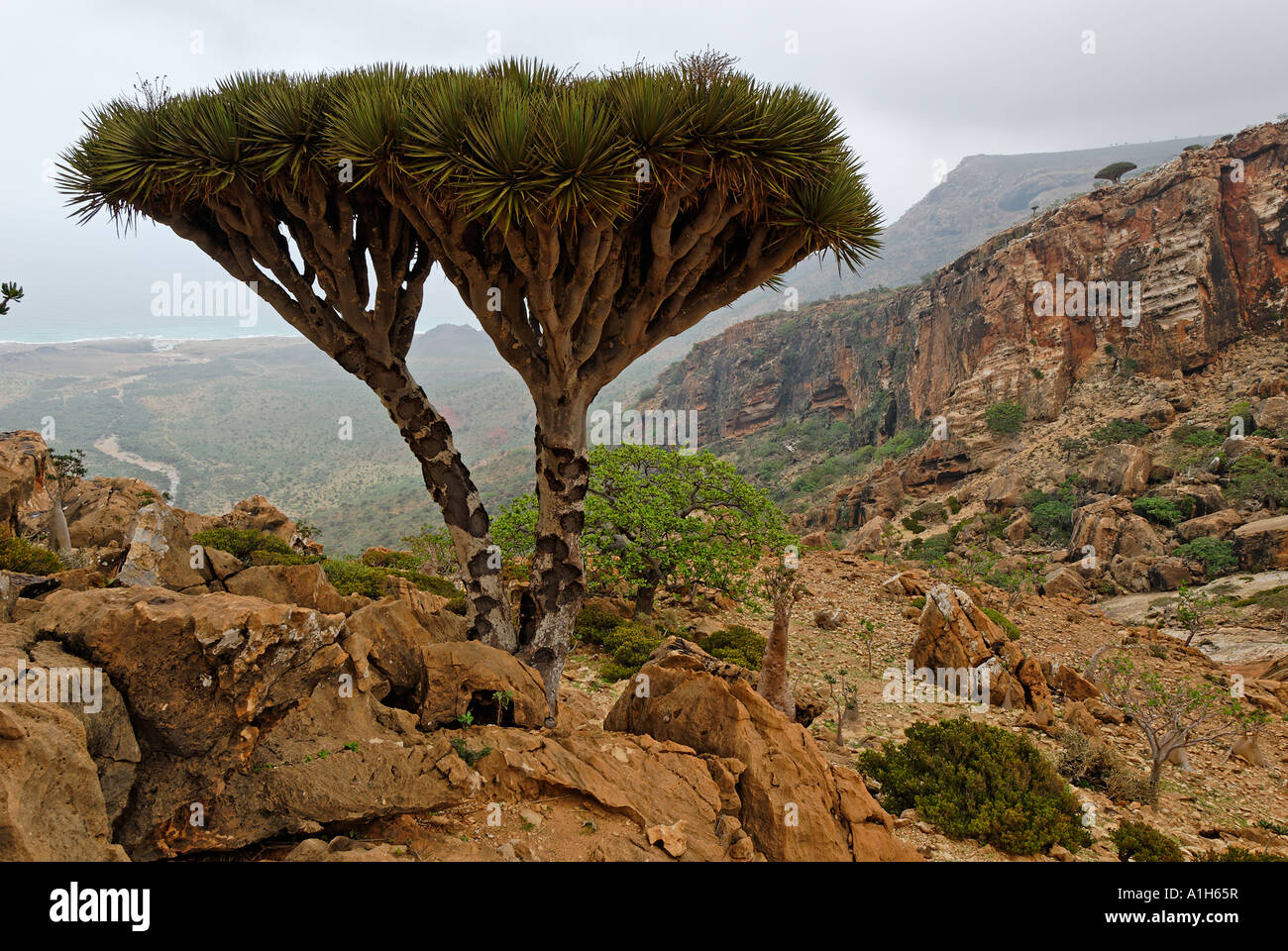 Dragon s Blood Tree on Homhil Plateau Sokotra island Yemen Stock Photo ...