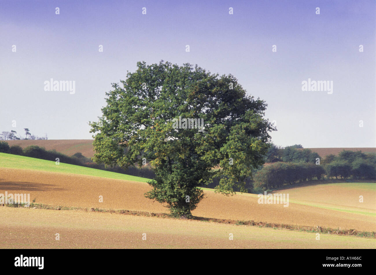 Oak tree in fields below Stoke by Nayland from footpath to Scotland ...