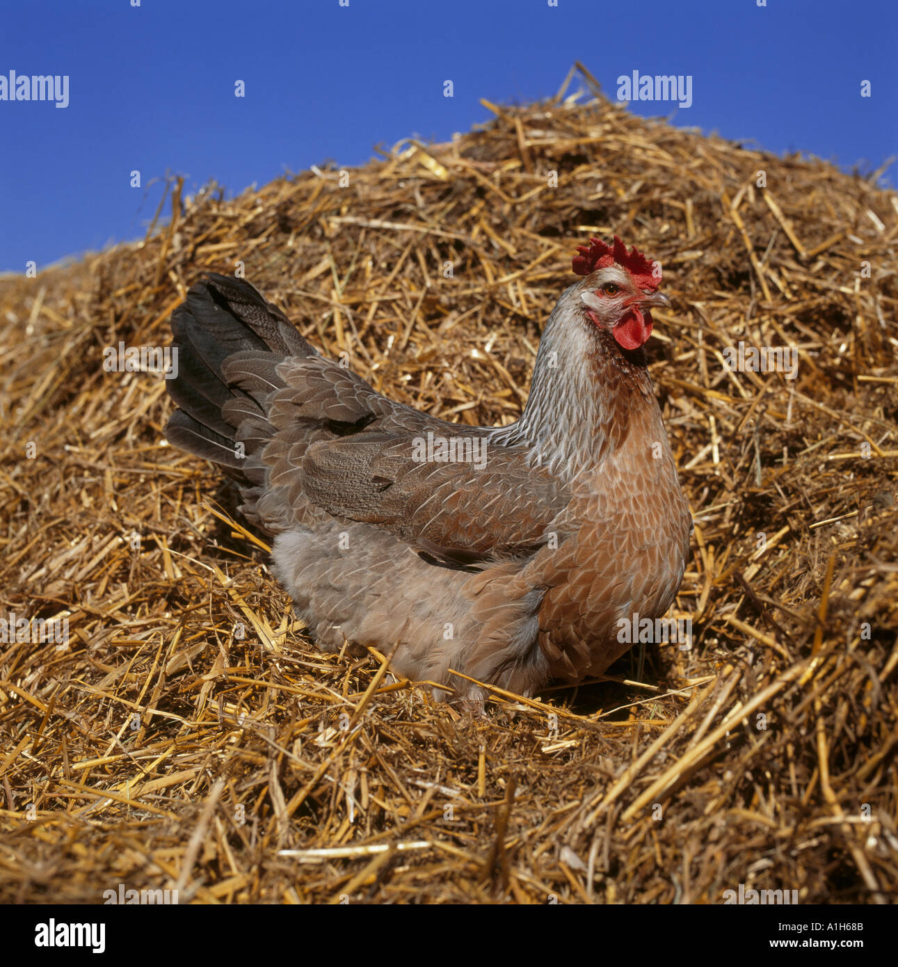 Silver grey Dorking Cockerel Stock Photo - Alamy