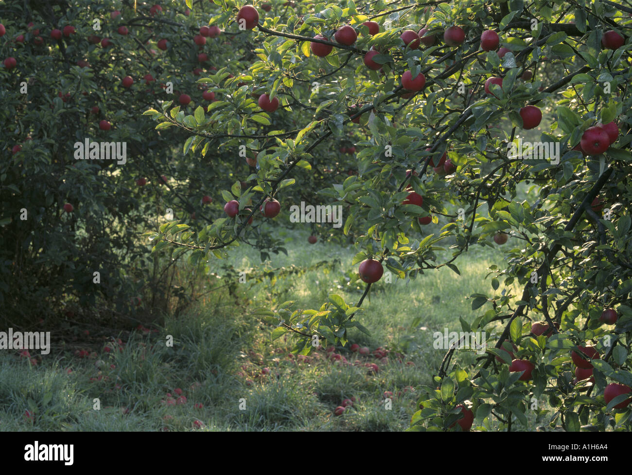 Permain hi-res stock photography and images - Alamy