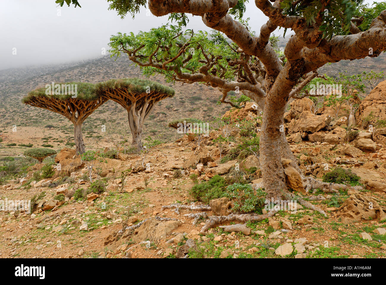 Dragon s Blood Tree on Socotra island Yemen Stock Photo - Alamy