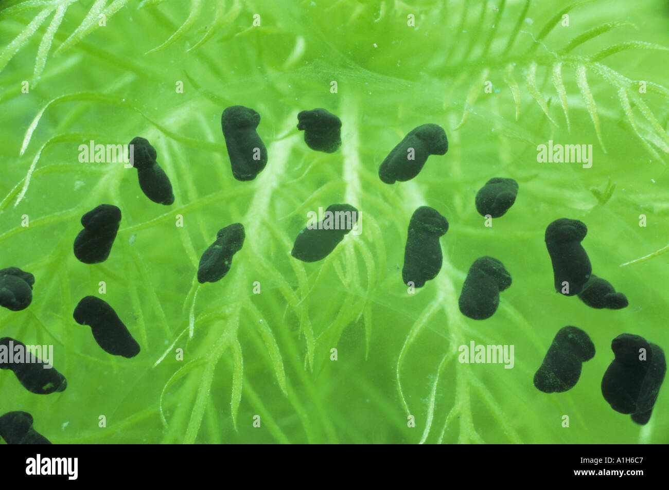 Tadpoles of a common toad Bufo bufo Stock Photo - Alamy