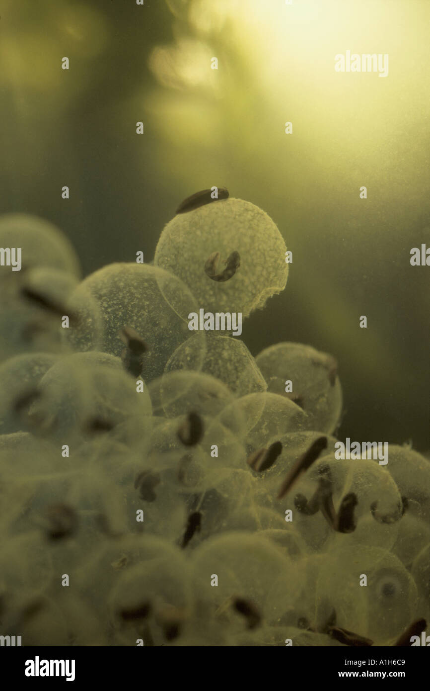 Frogspawn image hi-res stock photography and images - Alamy