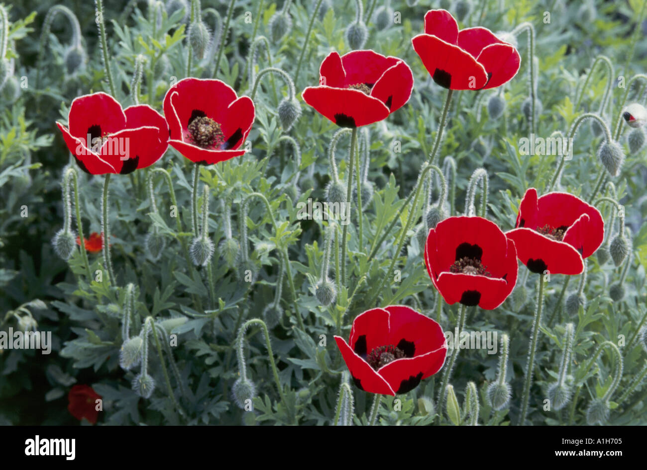 Papaver commutatum "Ladybird Stock Photo - Alamy