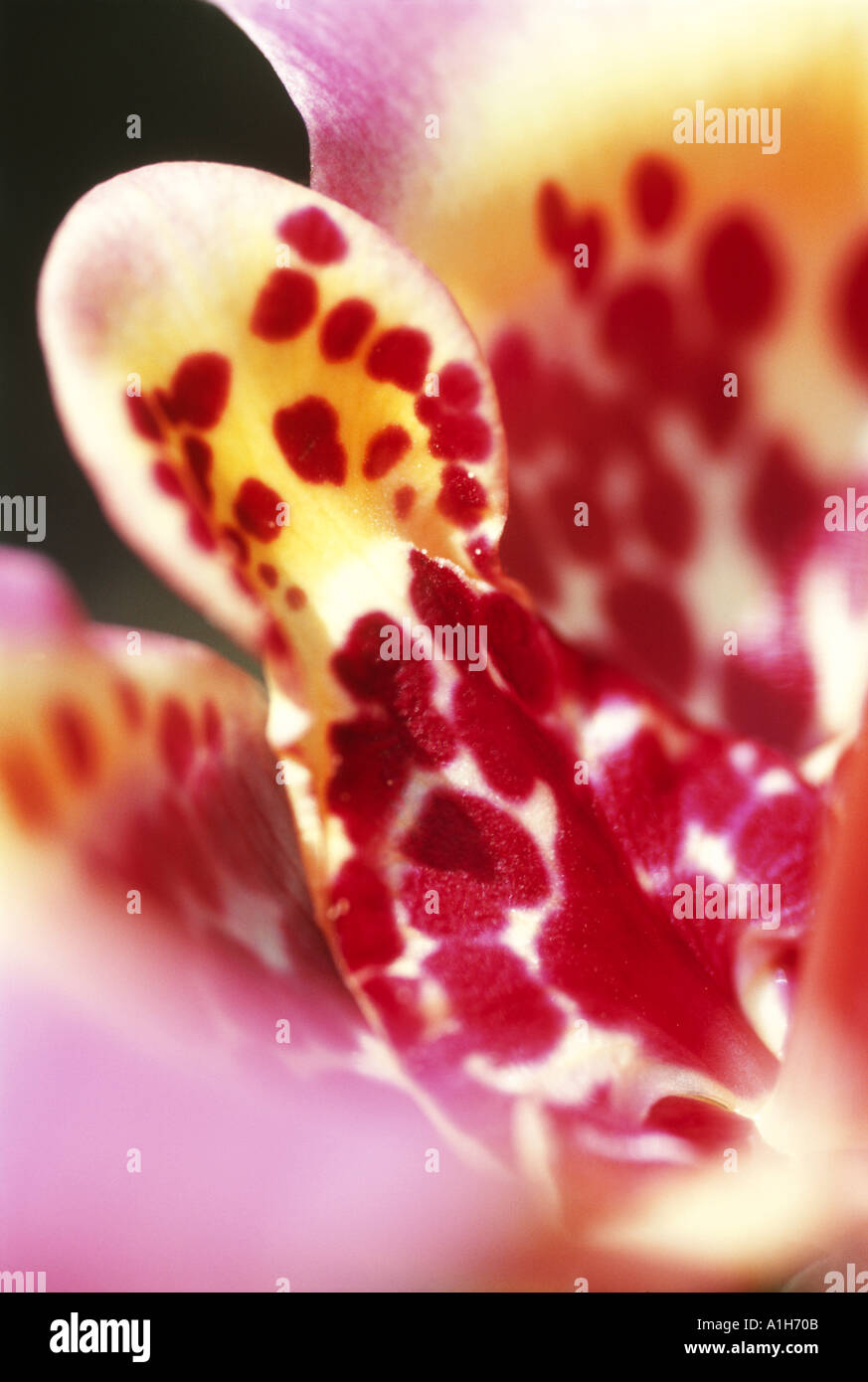 Mexican tiger flower hi-res stock photography and images - Alamy