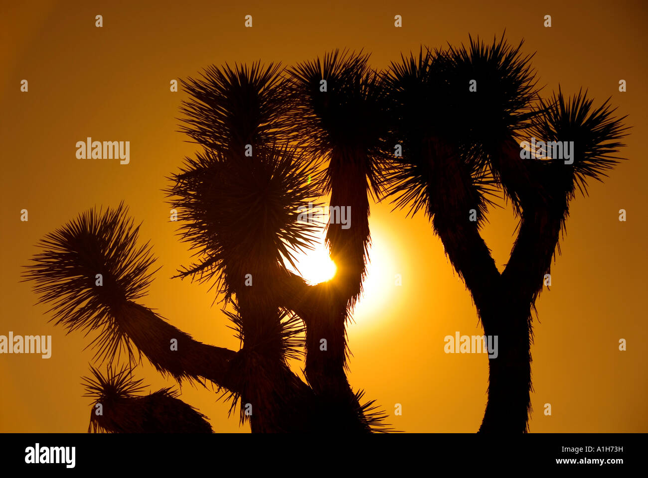 Sunrise camping joshua tree hi-res stock photography and images - Alamy