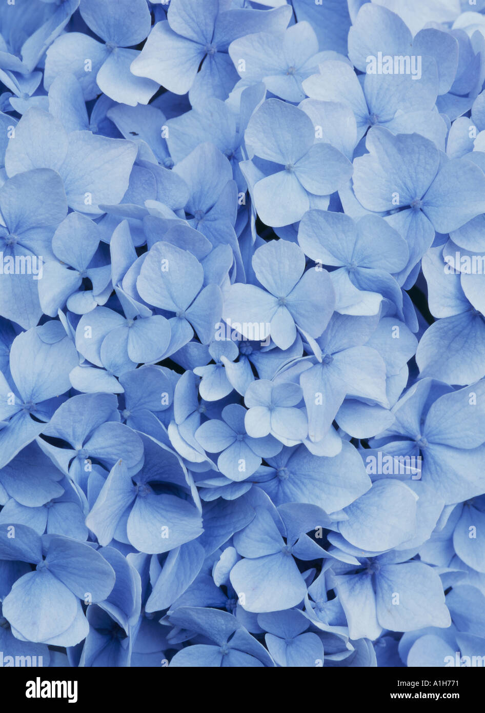 Blue hydrangeas images hi-res stock photography and images - Alamy