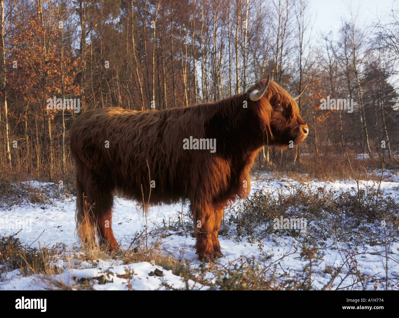 A side view of a Highland Cow as it stands on Witley Common in the ...
