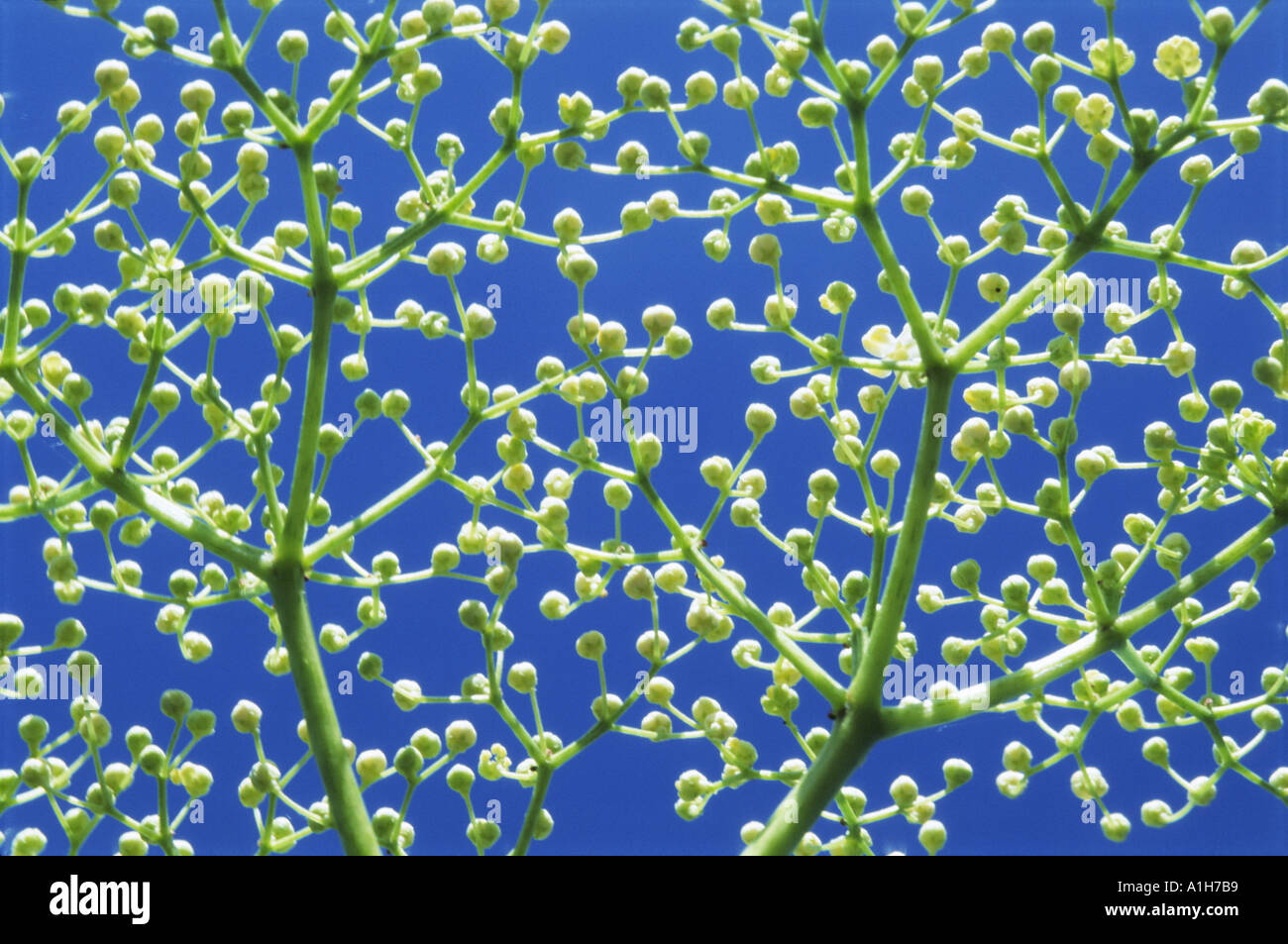 English elder tree hi-res stock photography and images - Alamy