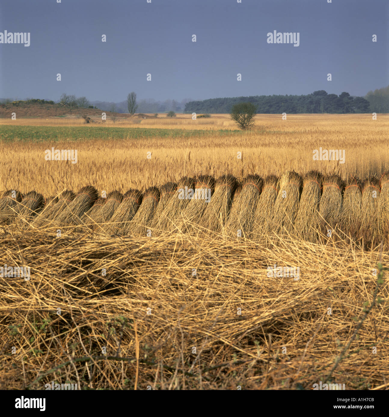 Thatching uk harvest hi-res stock photography and images - Alamy