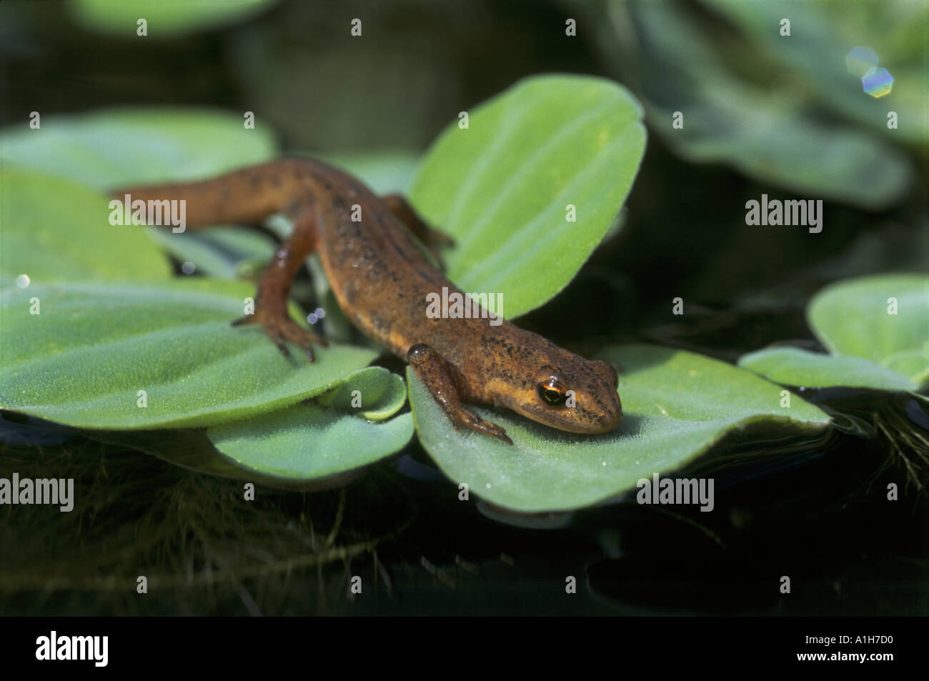 A Smooth Newt Triturus vulgaris Stock Photo - Alamy