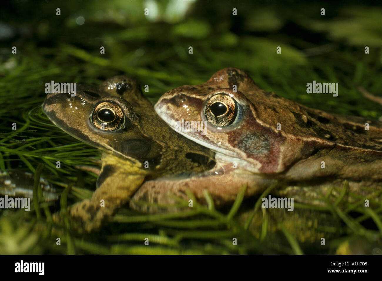 English frogs mating hi-res stock photography and images - Alamy
