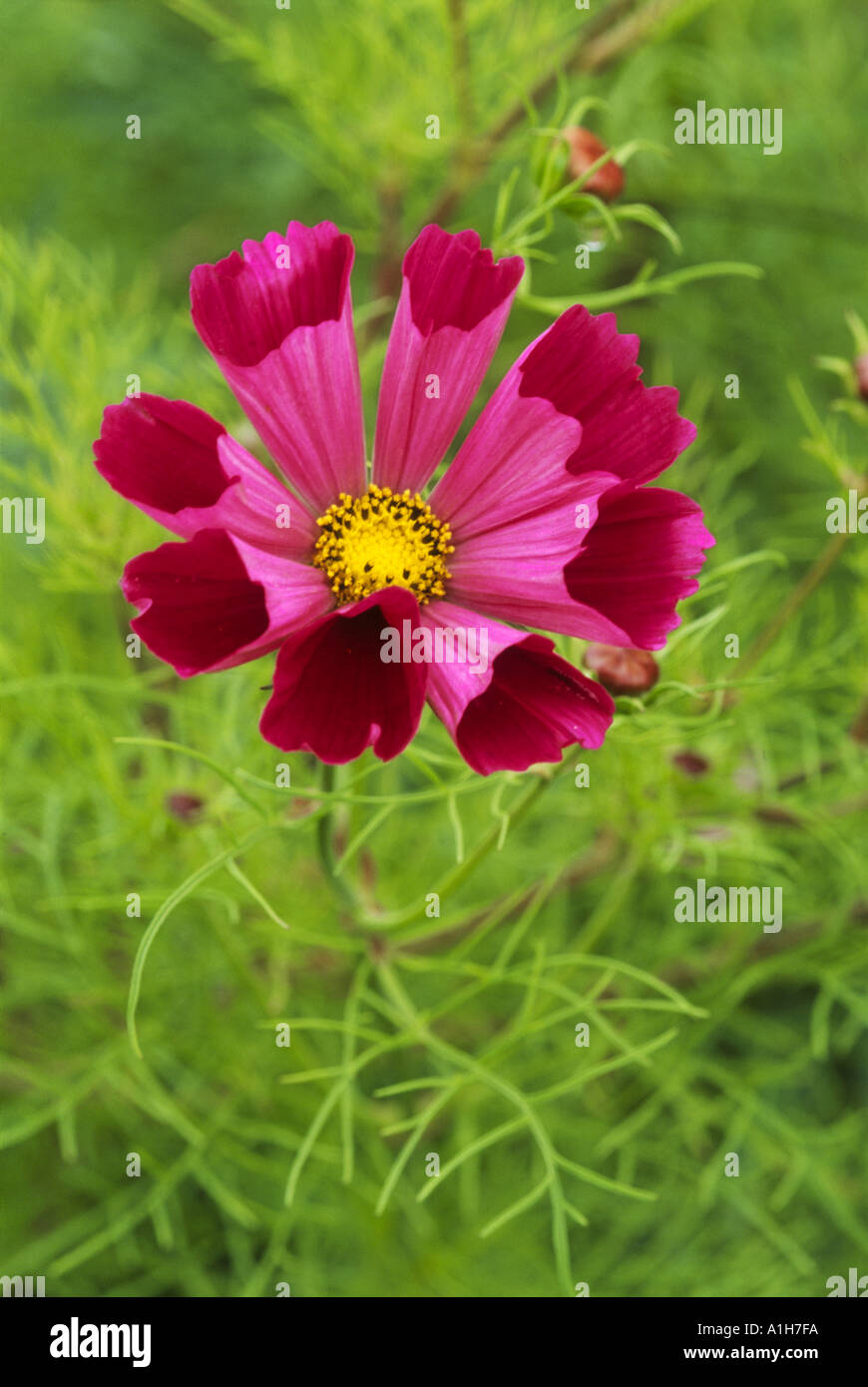 Cosmos piper red hi-res stock photography and images - Alamy