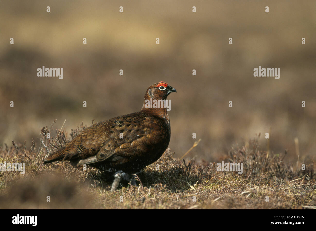 Red Grouse male Lagopus lagopus scoticus Stock Photo - Alamy