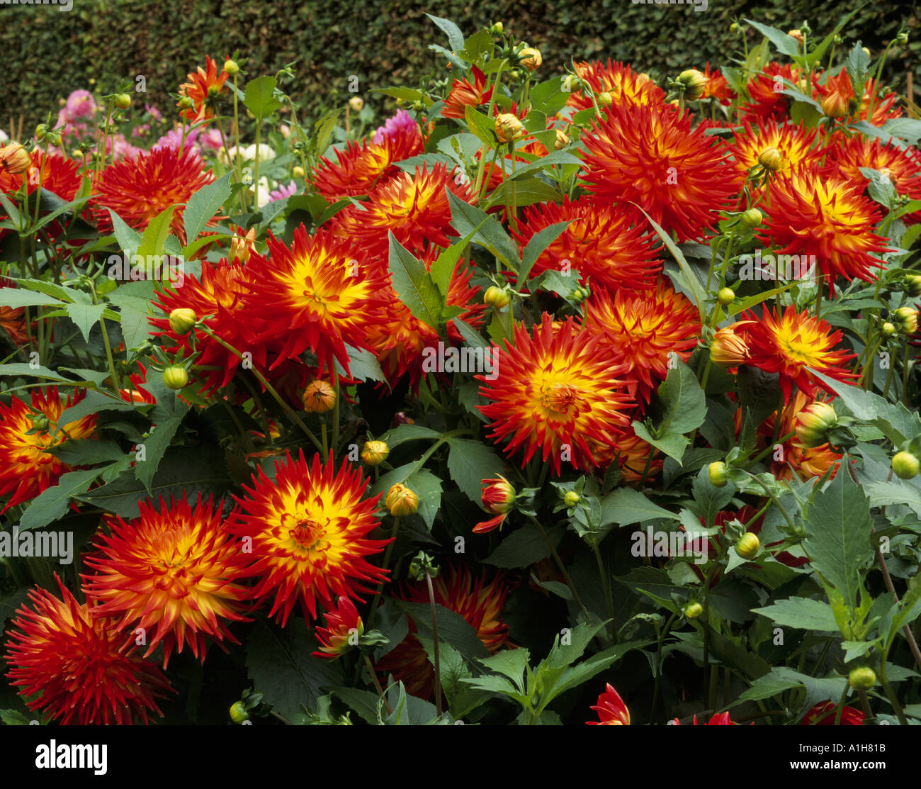 Dahlia kenora sunset hi-res stock photography and images - Alamy