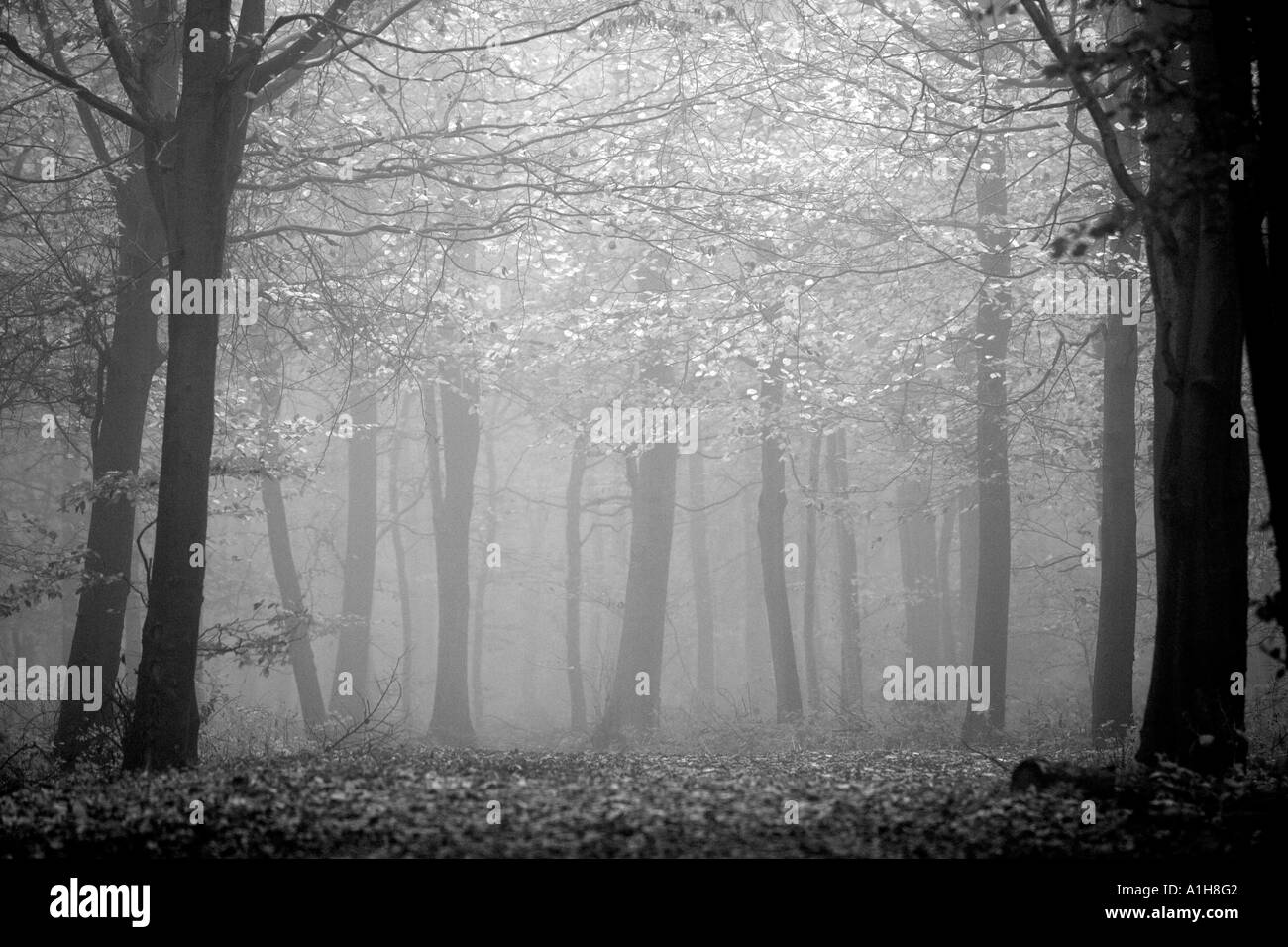 Long path of trees Black and White Stock Photos & Images - Alamy