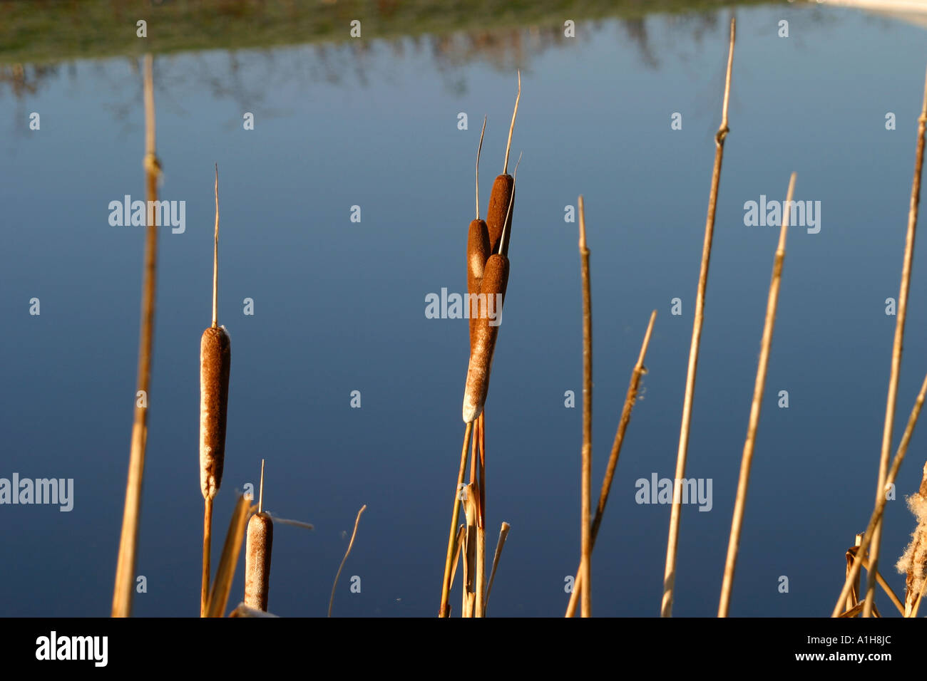 Bullrushes hi-res stock photography and images - Alamy