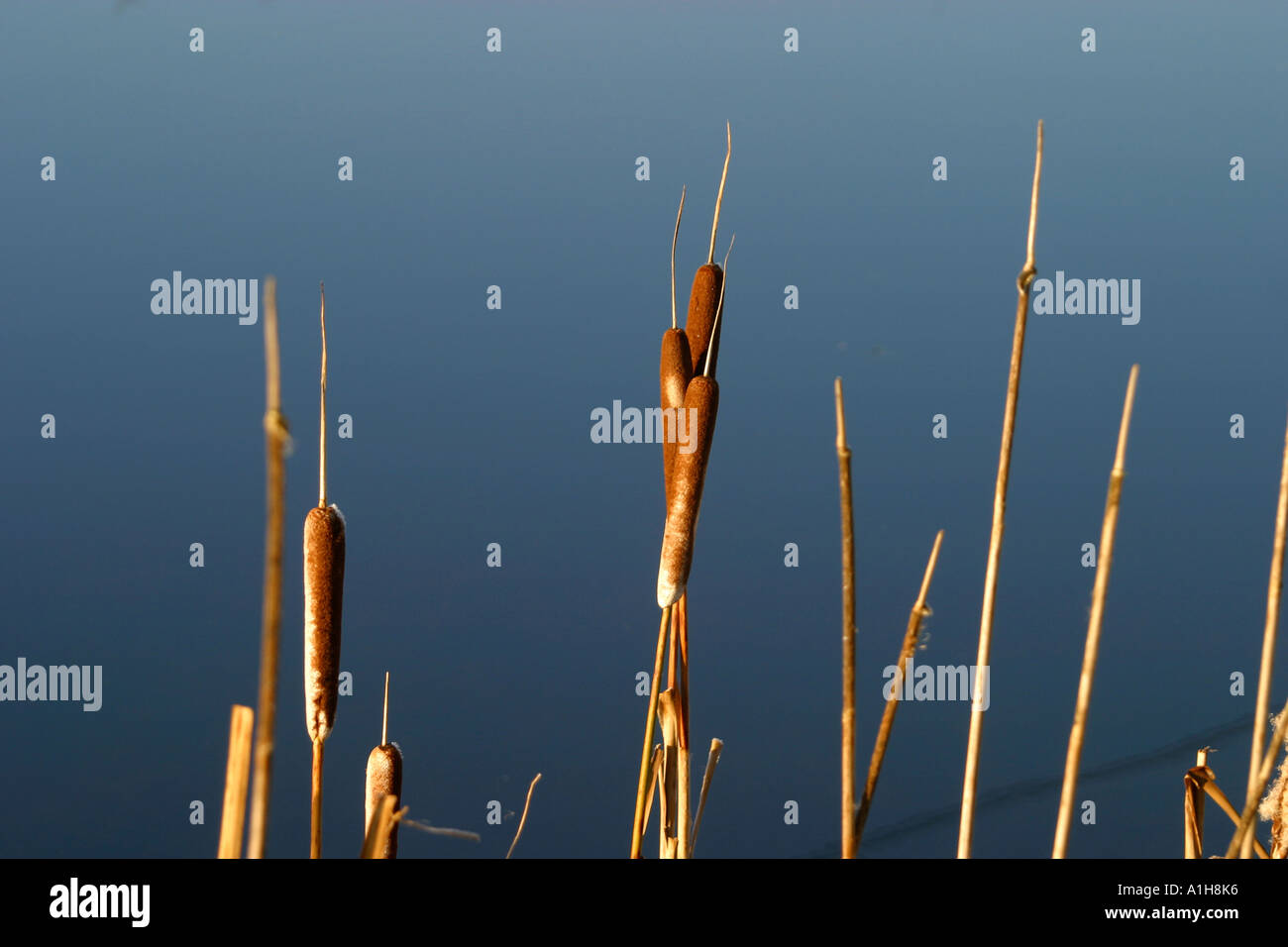 Bullrushes hi-res stock photography and images - Alamy