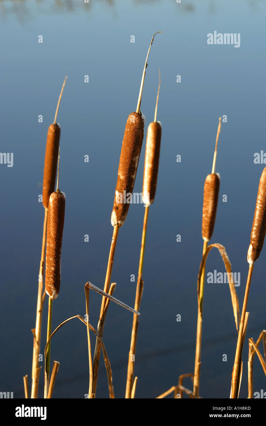 Bullrush flower hi-res stock photography and images - Alamy