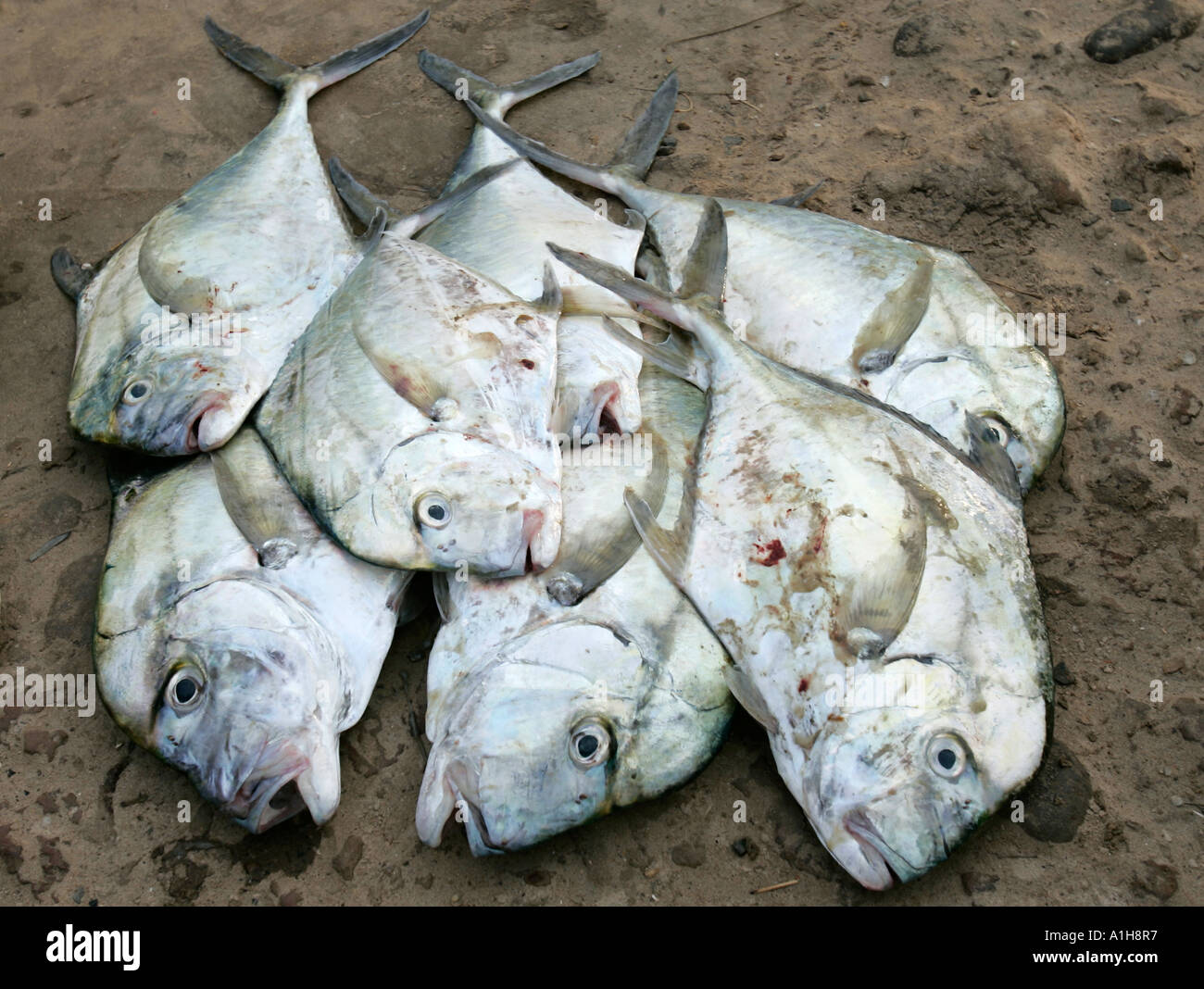 Fish set out for sale on beach near Bakau jetty The Gambia Stock Photo ...