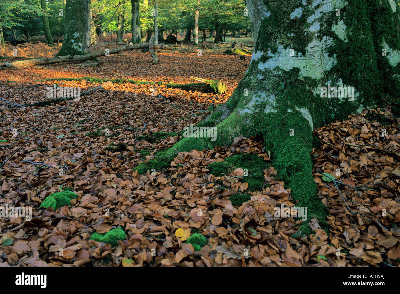 A single ray of sunshine bursts through a gap in the wood lighting the ...
