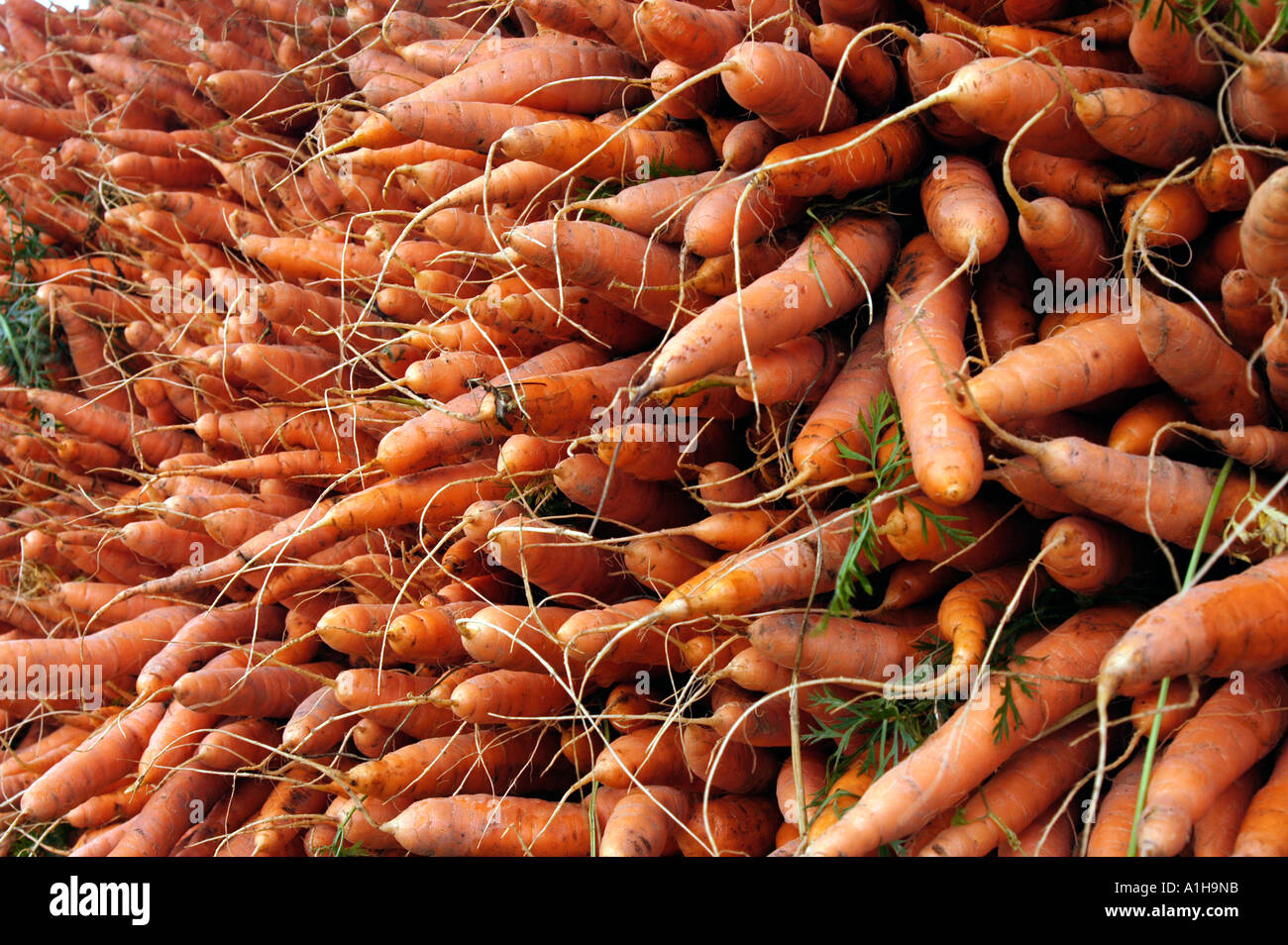 stack of carrots Stock Photo - Alamy