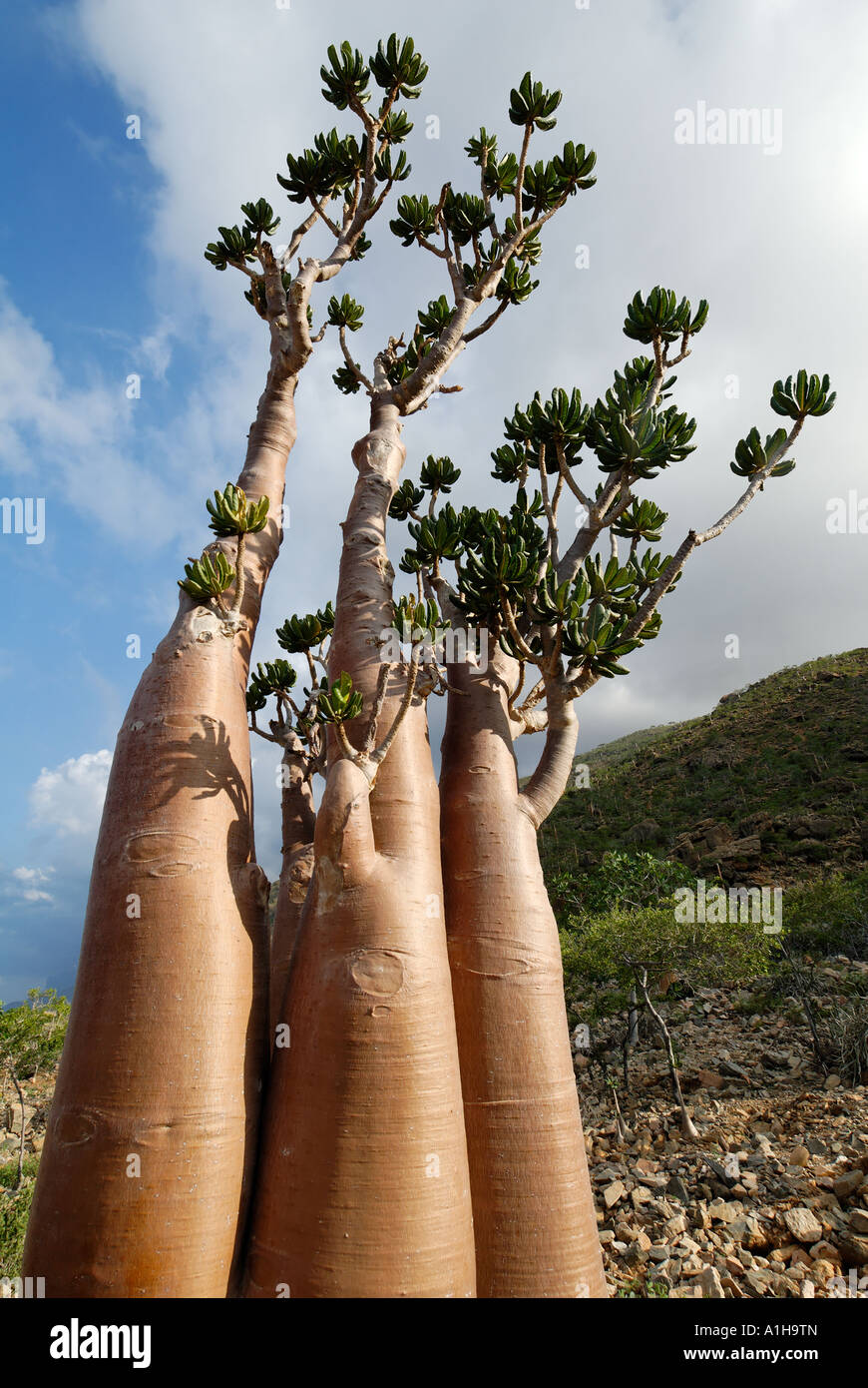 Socotra Desert Rose or Bottle Tree adenium obesum sokotranum Socotra ...