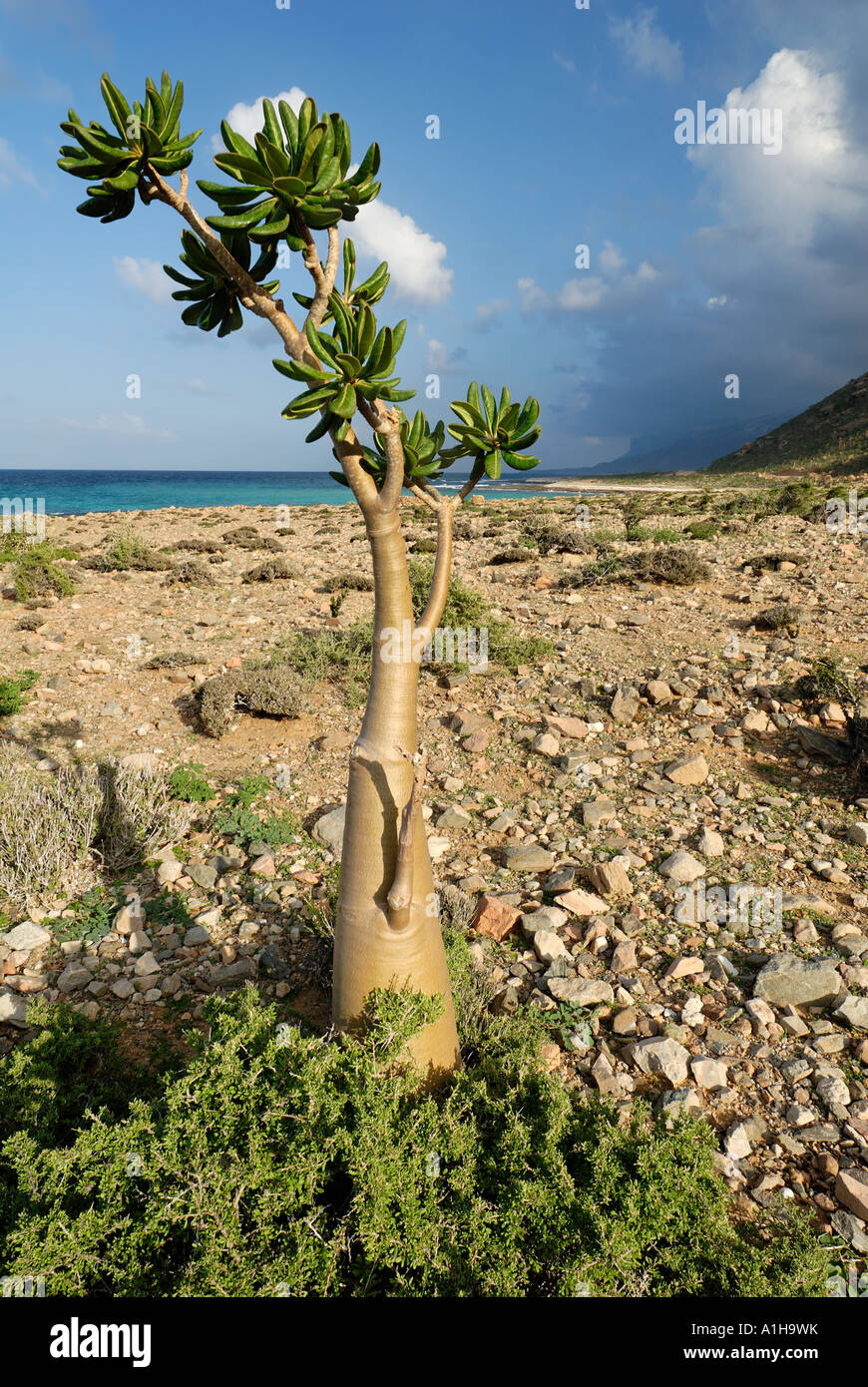 Socotra Desert Rose or Bottle Tree adenium obesum sokotranum Socotra ...